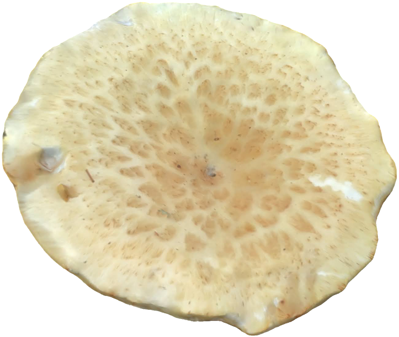 Mushroom head - Blending Reality